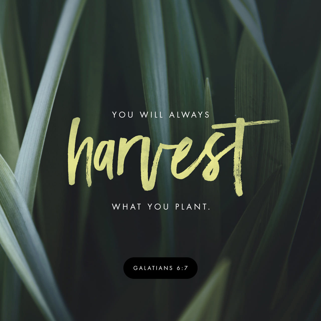 Galatians 6:7-8 Don’t be misled—you cannot mock the justice of God. You ...