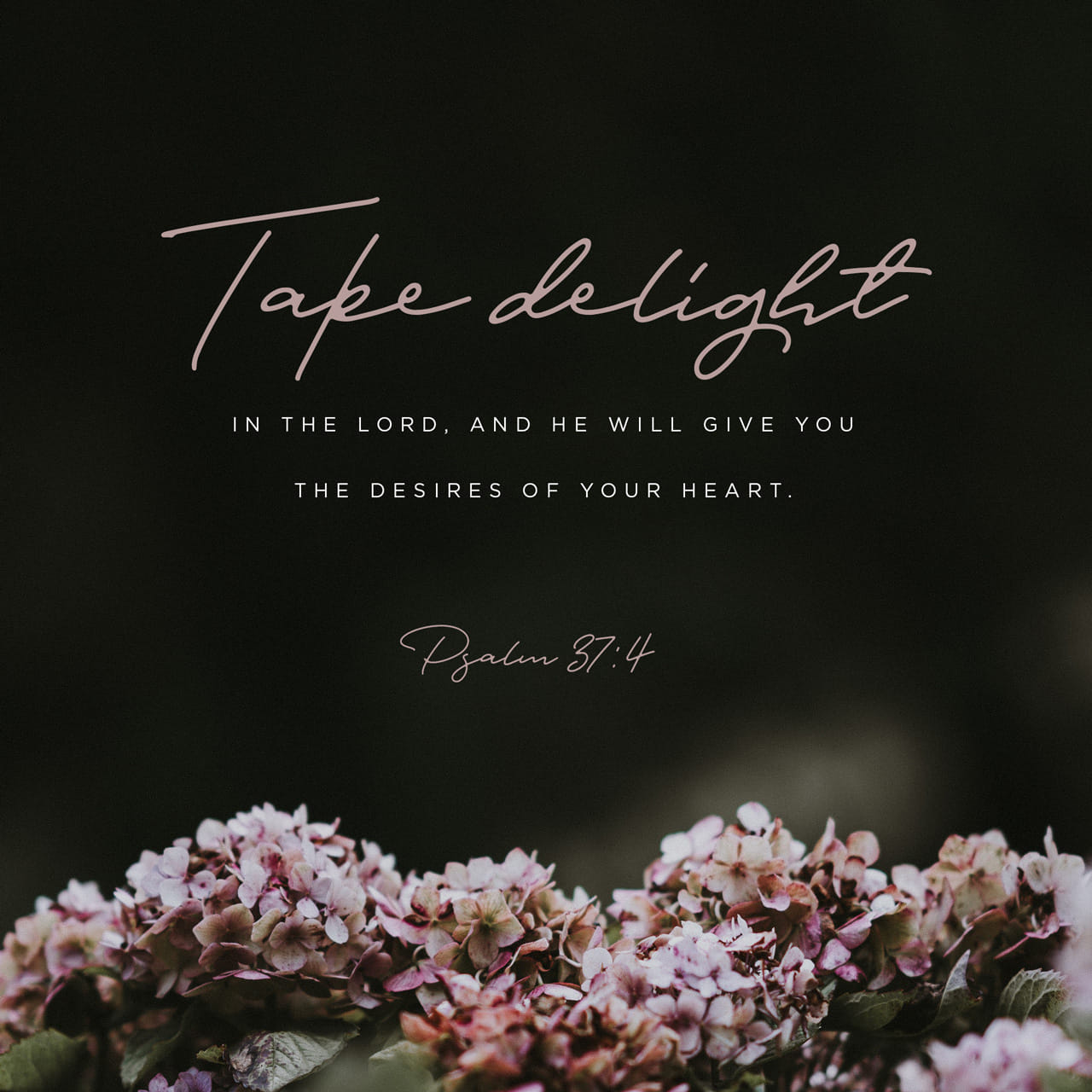 Psalms 37 4 Take Delight In The LORD And He Will Give You Your Heart s Psalms 37 4 Take Delight In The LORD And He Will Give You Your Heart s