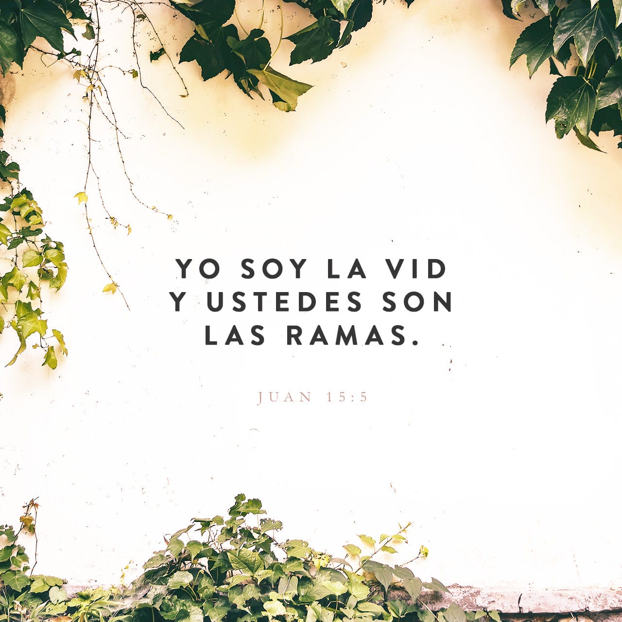 S.Juan 15:1-17 Yo soy la vid verdadera, y mi Padre es el labrador. Todo ...