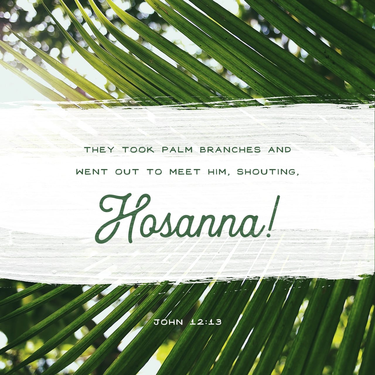 John 12 13 They Took Palm Branches And Went Out To Meet Him Shouting